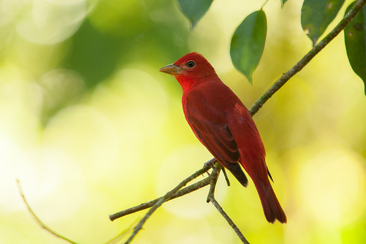 Pajareando en el Valle Central de Costa Rica: 21 especies que debe ...