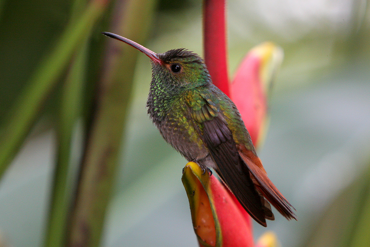 Birding in Costa Rica’s Central Valley: 21 species to look for – El ...