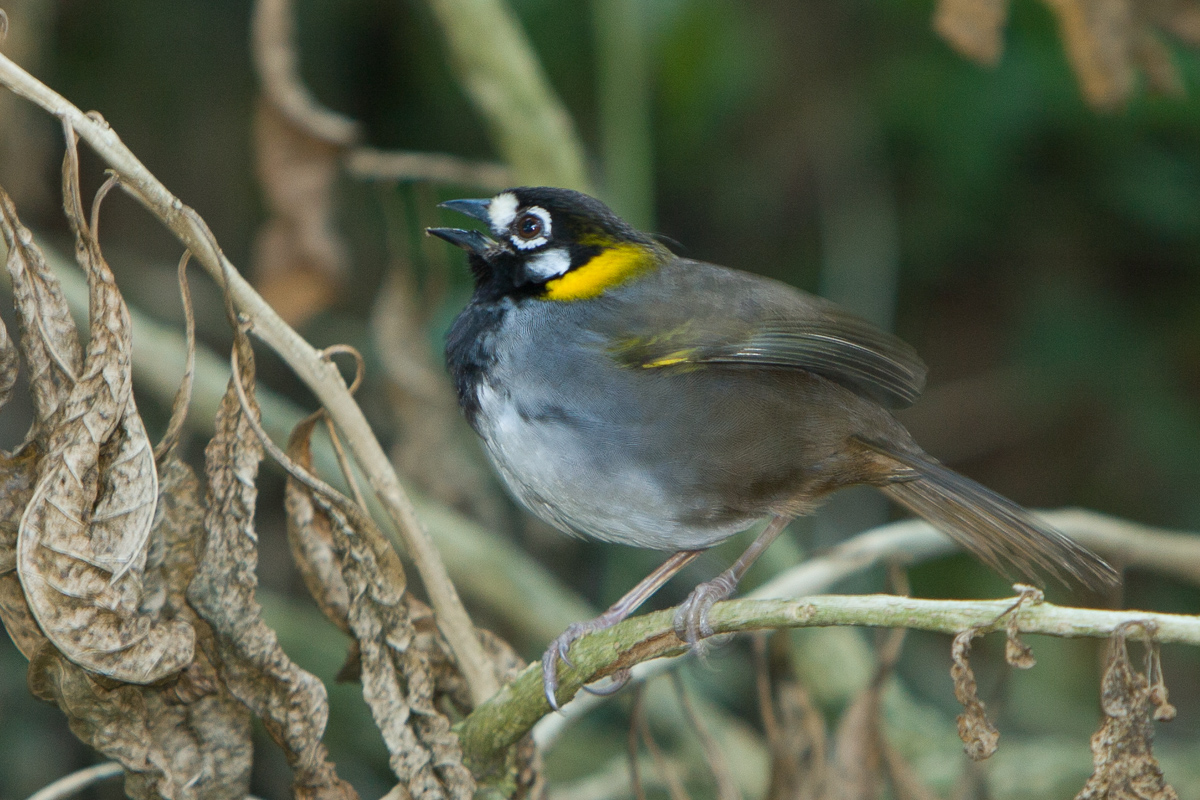 Birding in Costa Rica’s Central Valley: 21 species to look for – El ...